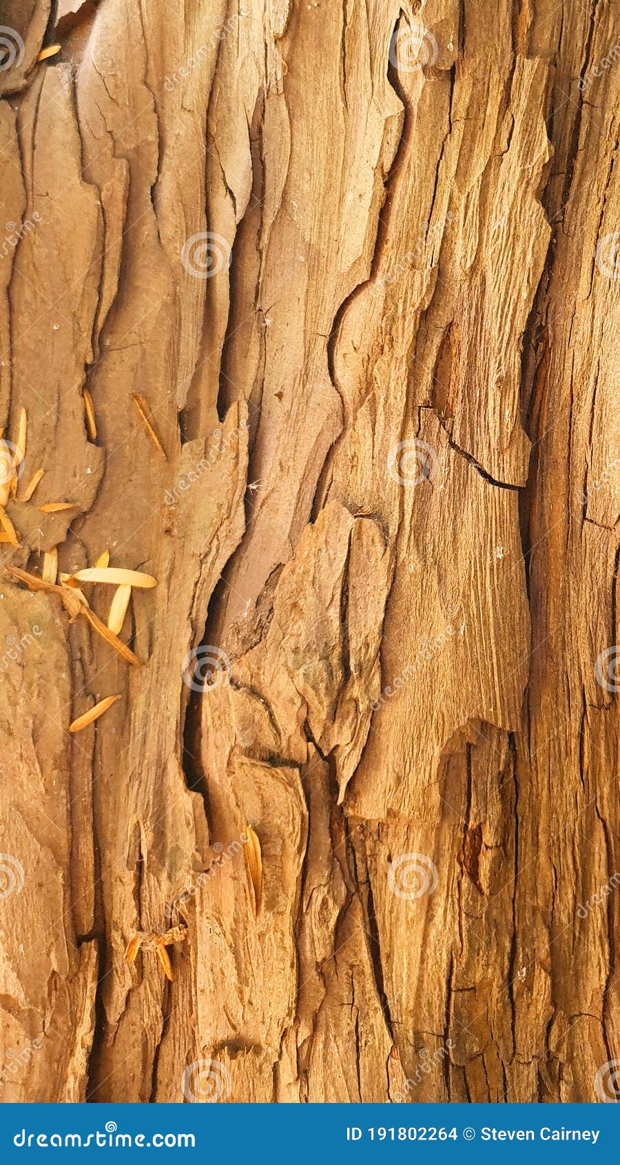 Tree bark Close Up stock photo. Image of wood, produce - 191802264