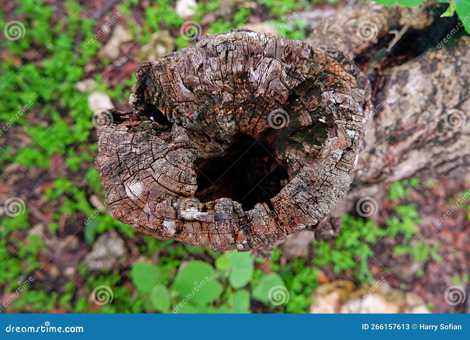 Tree bark, close up stock image. Image of closeup, tree - 266157613