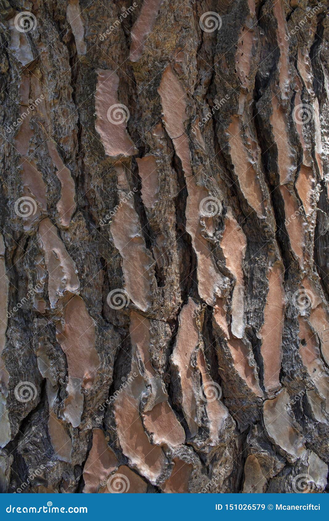 Tree bark close-up stock image. Image of moss, aging - 151026579