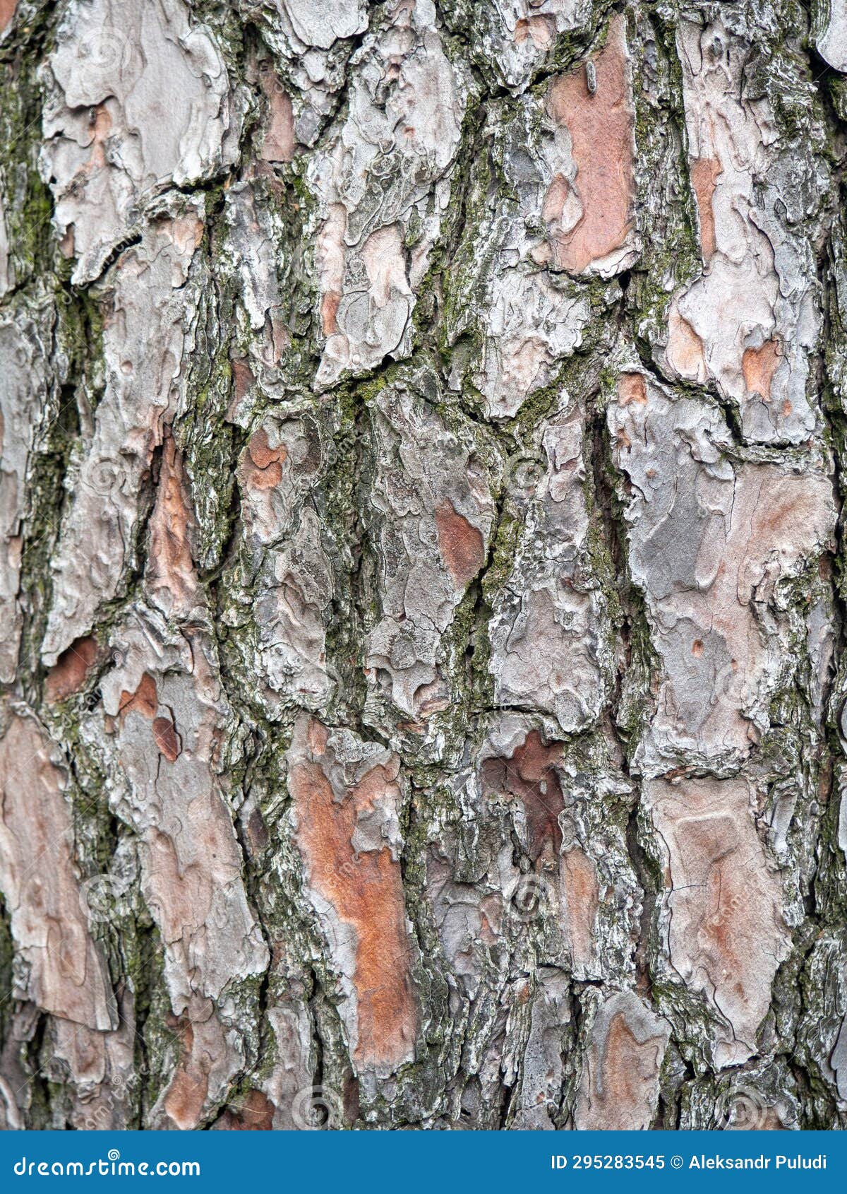 Tree Bark Close-up. Tree Bark Structure. Wood Background. Natural ...