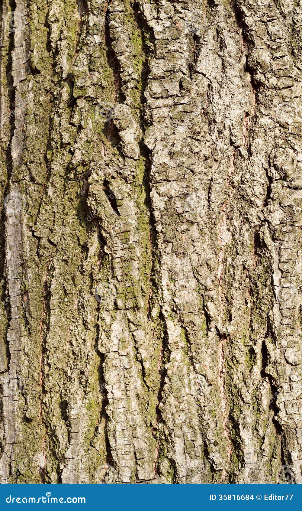 Tree bark stock photo. Image of nature, detail, natural - 35816684