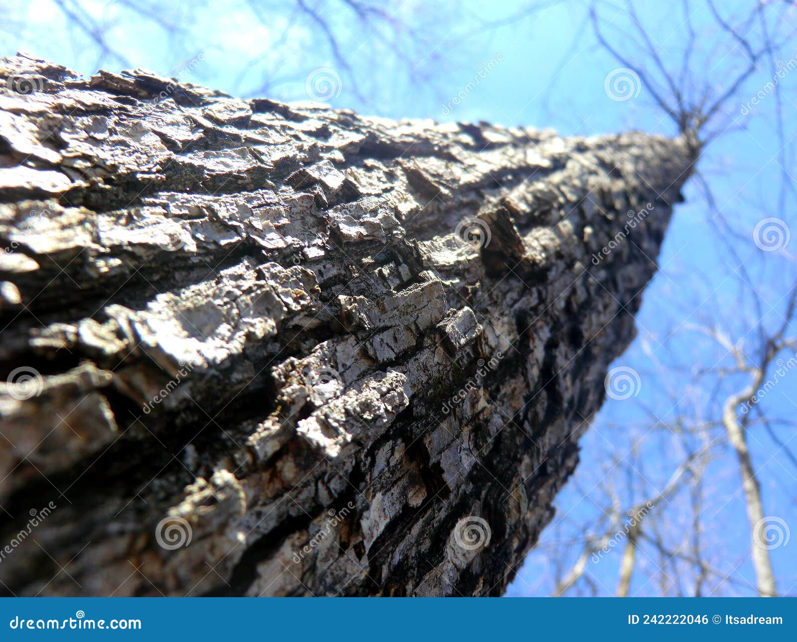Tree bark stock photo. Image of solid, tree, hard, bark - 242222046