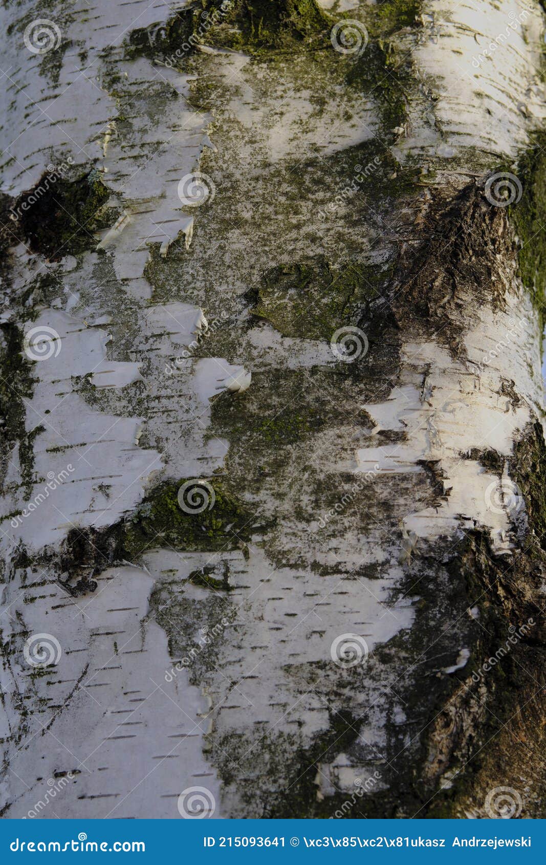 Tree Bark in color stock image. Image of board, stem - 215093641