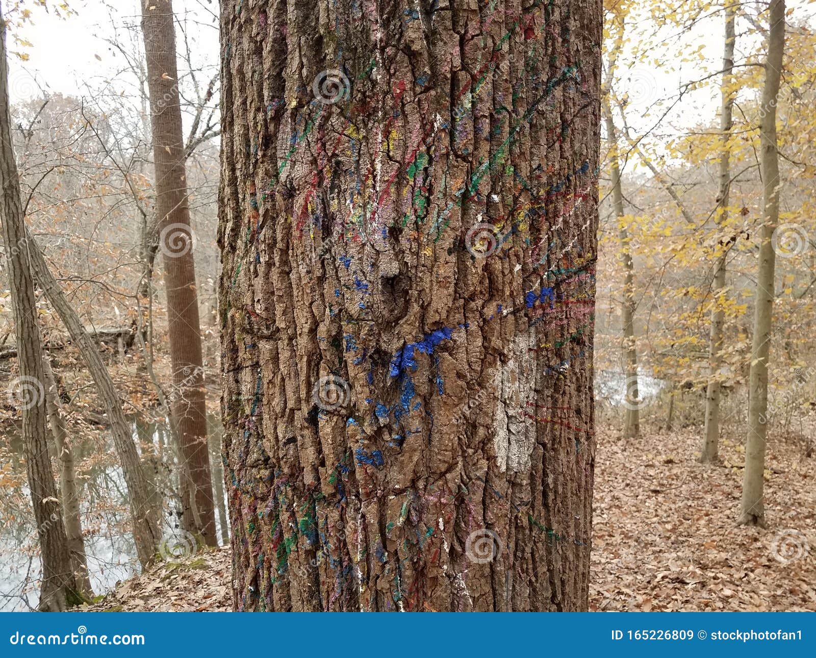 Tree Bark with Colorful Writing on it in Woods Stock Image - Image of ...