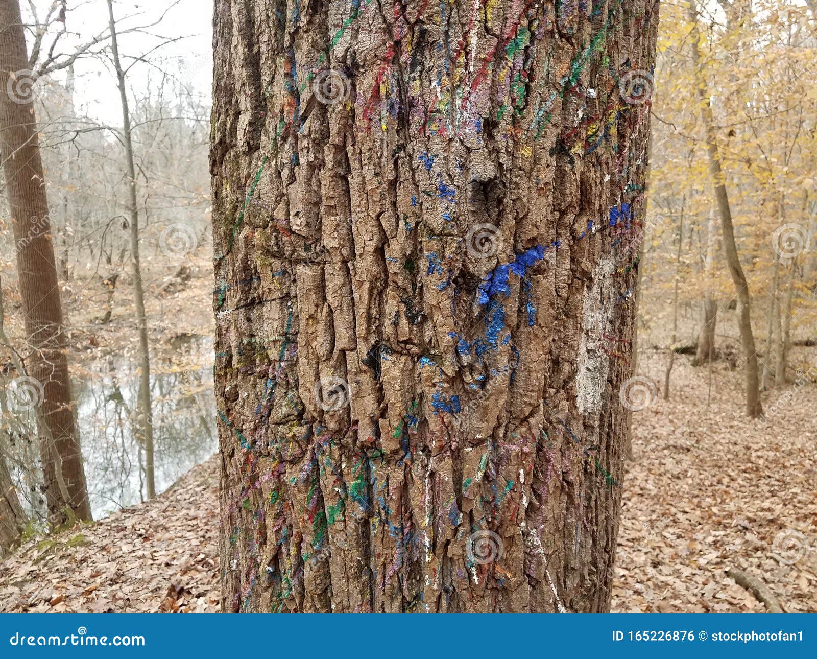 Tree Bark with Colorful Writing on it in Woods Stock Photo - Image of ...
