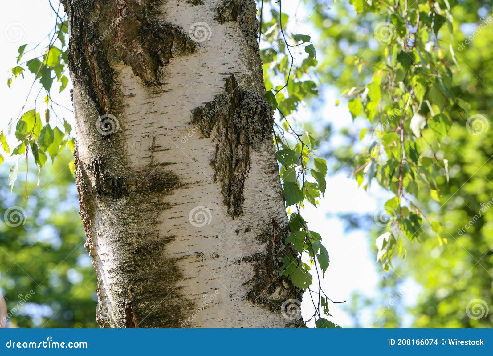 Tree Bark Covered in Green Leaves Stock Photo - Image of botany ...