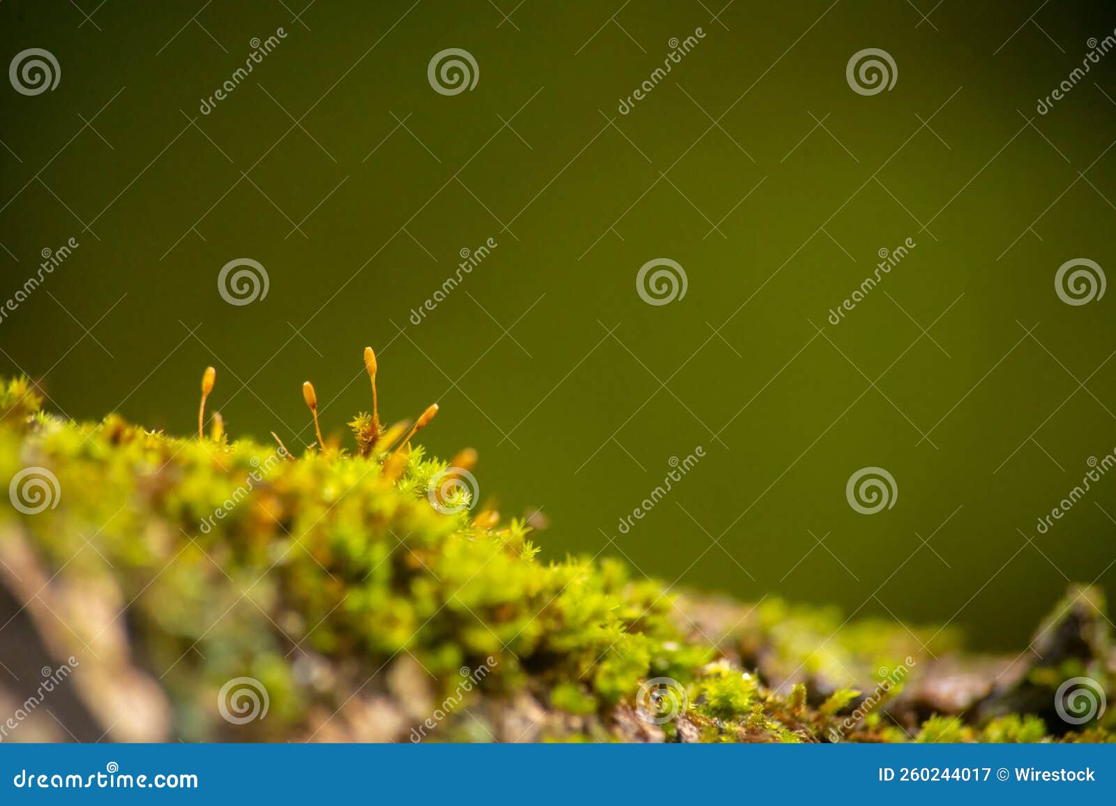 Tree Bark Covered with Green Moss in the Temperate Rainforest, Macro ...