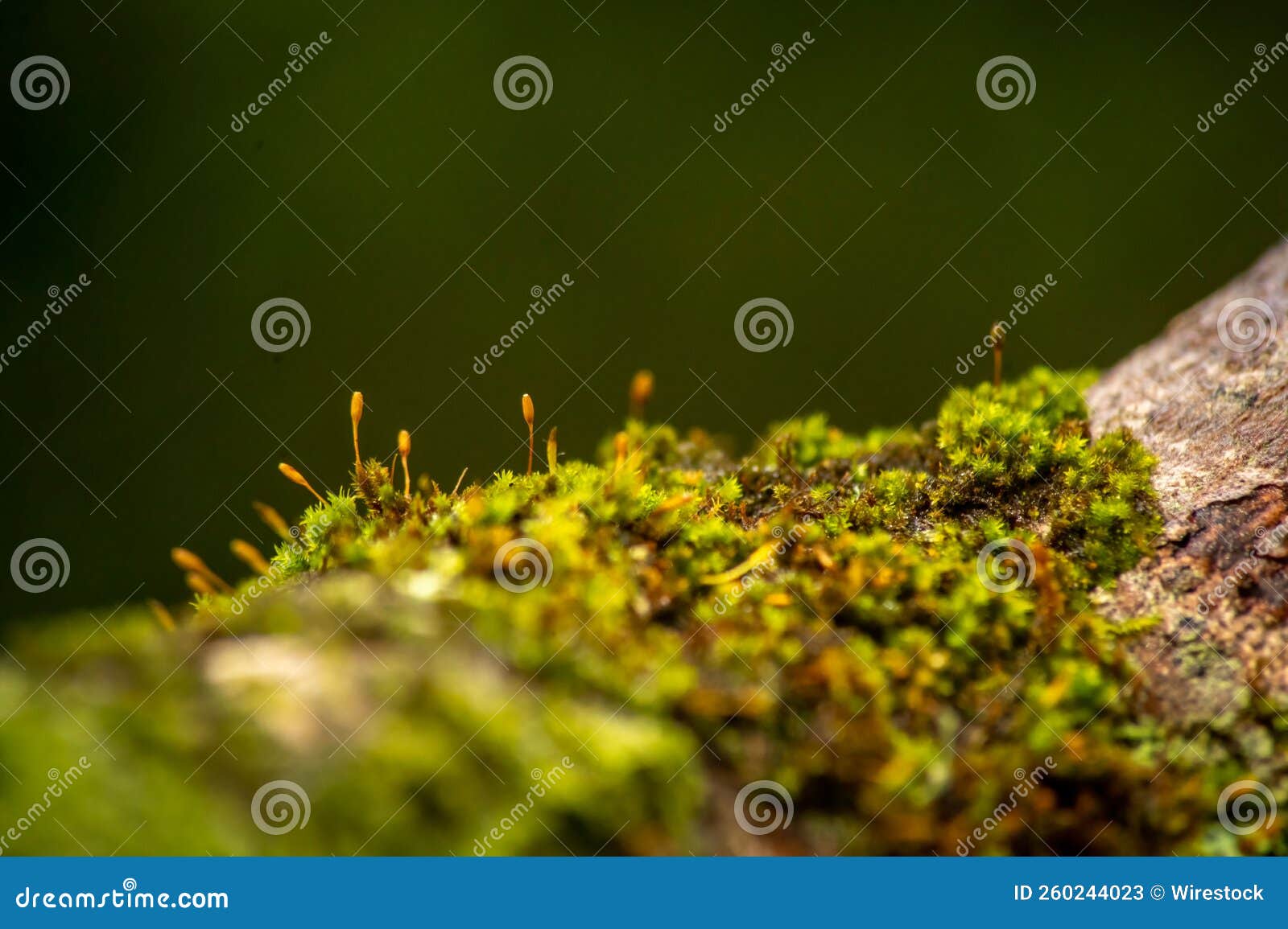 Tree Bark Covered with Green Moss in the Temperate Rainforest, Macro ...