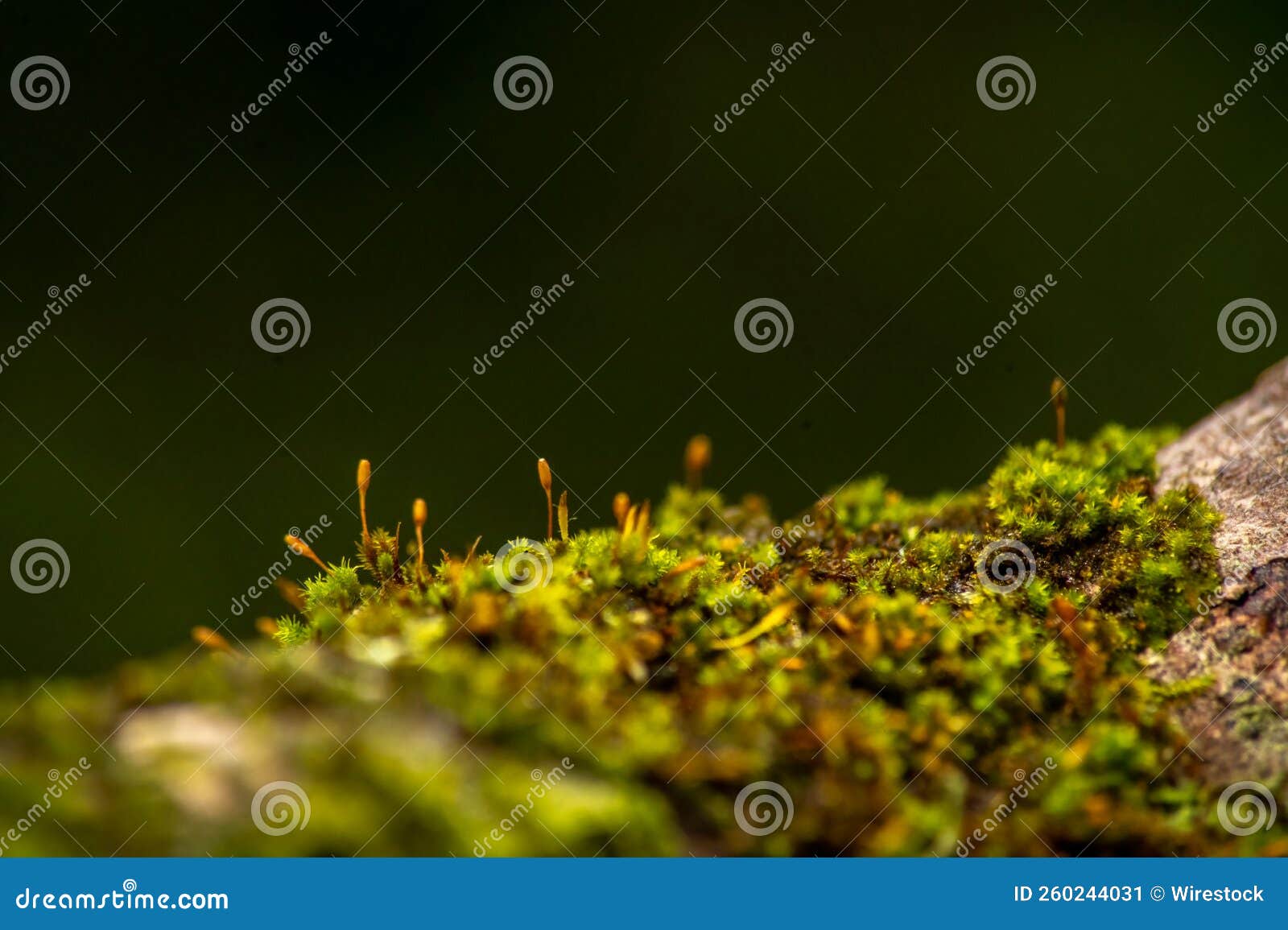 Tree Bark Covered with Green Moss in the Temperate Rainforest, Macro ...