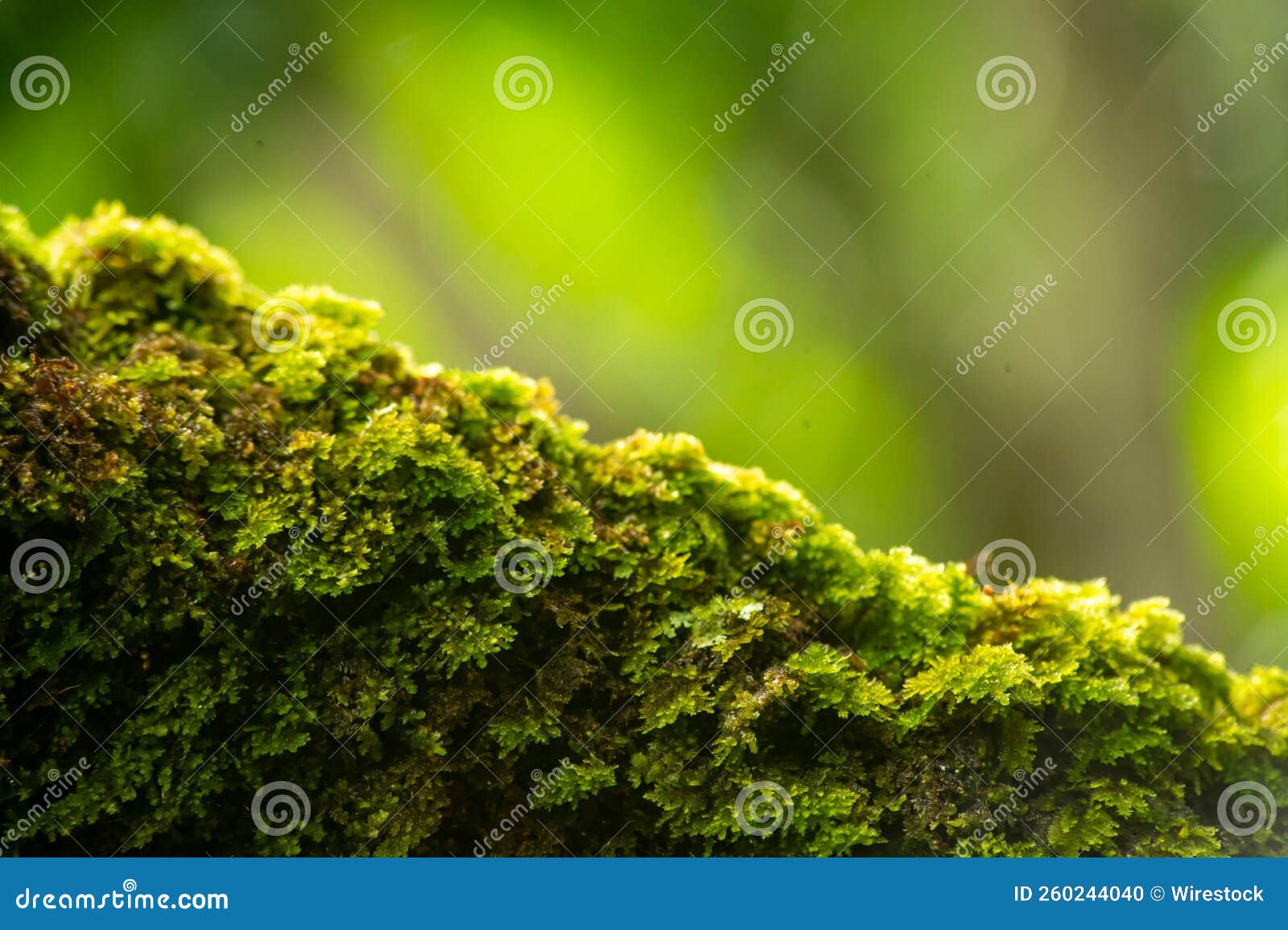Tree Bark Covered with Green Moss in the Temperate Rainforest, Macro ...