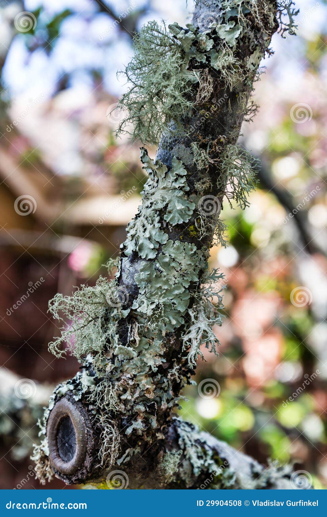 Tree Bark Covered with Moss Stock Photo - Image of closeup, trunk: 29904508