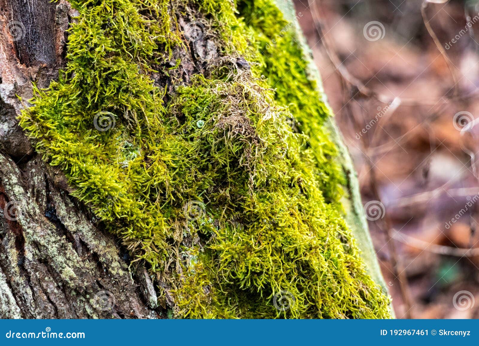 Tree Bark Covered with Moss Stock Image - Image of bark, leafs: 192967461