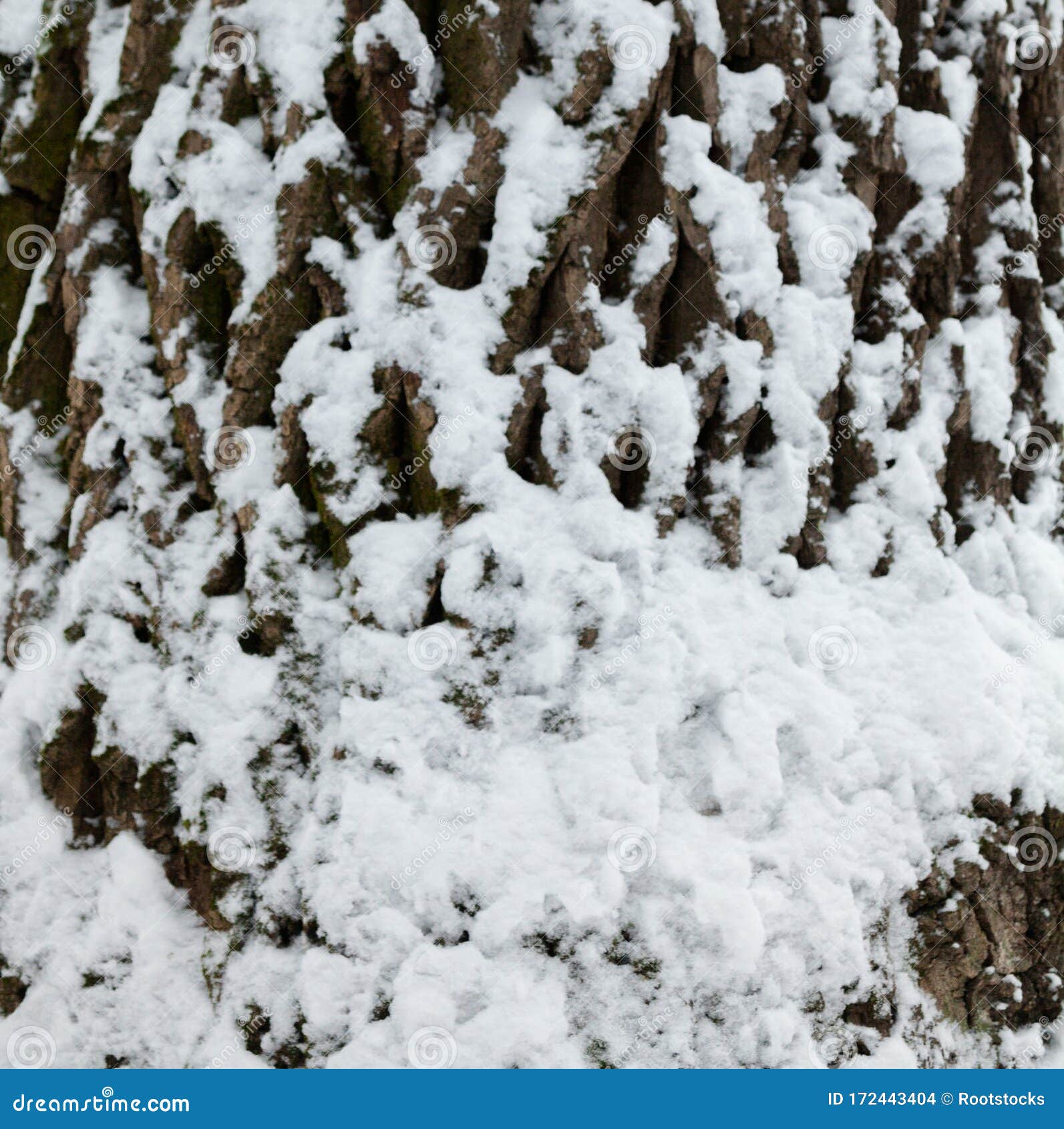 Tree Bark Covered with Snow Stock Photo - Image of sprig, hoar: 172443404