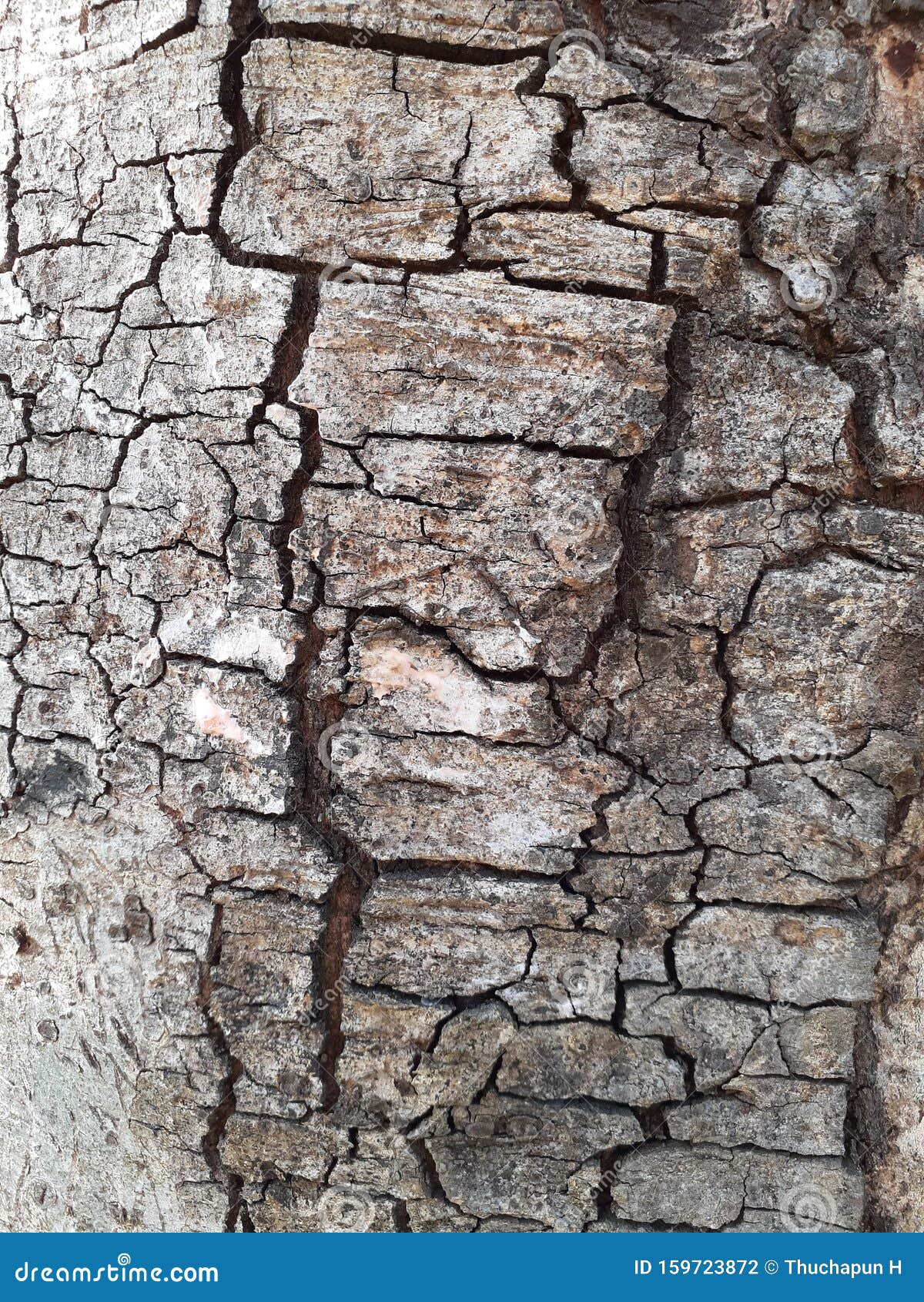 Tree Bark with Cracked Surface Texture Stock Photo - Image of bark ...