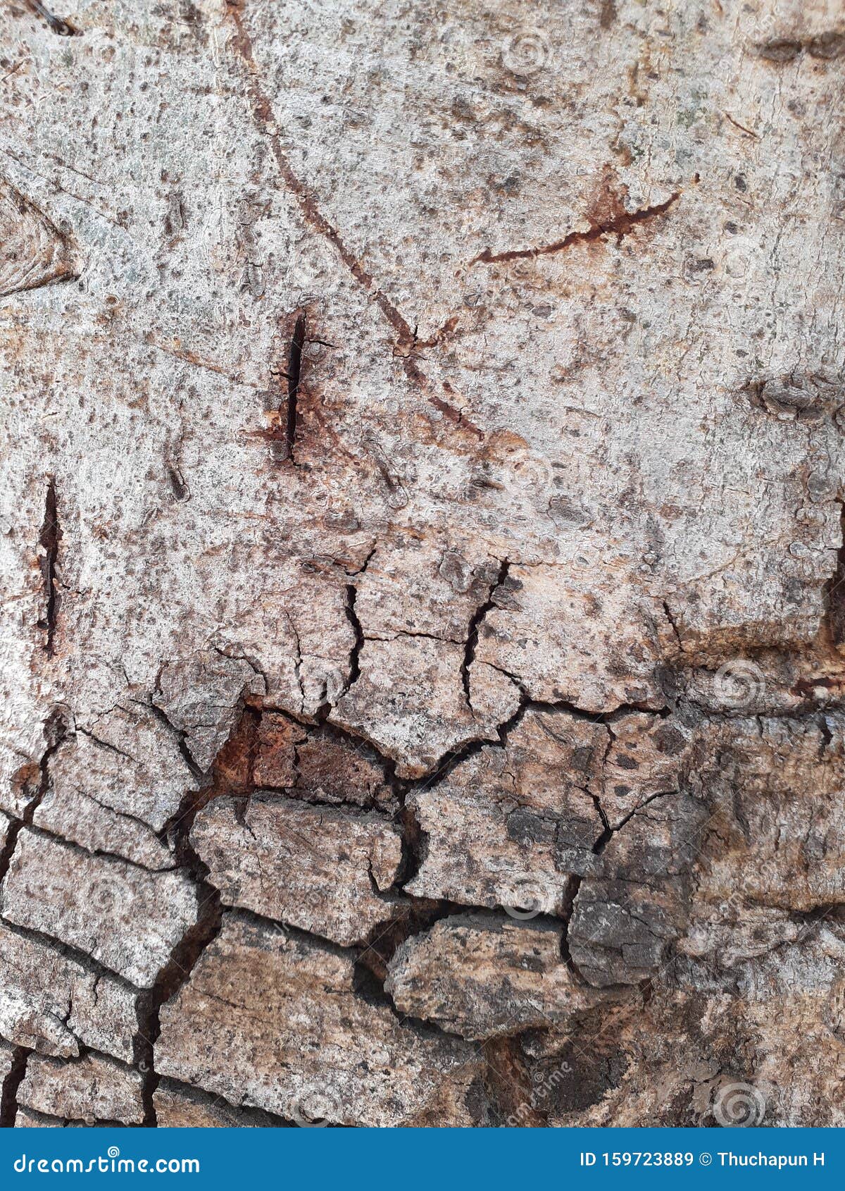 Tree Bark with Cracked Surface Texture Stock Image - Image of cracked ...