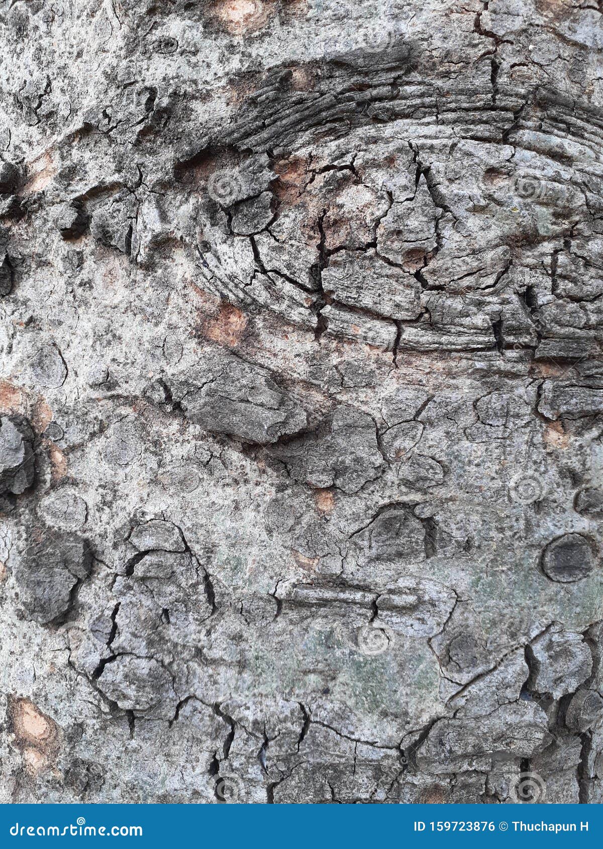Tree Bark with Cracked Surface Texture Stock Photo - Image of tree ...