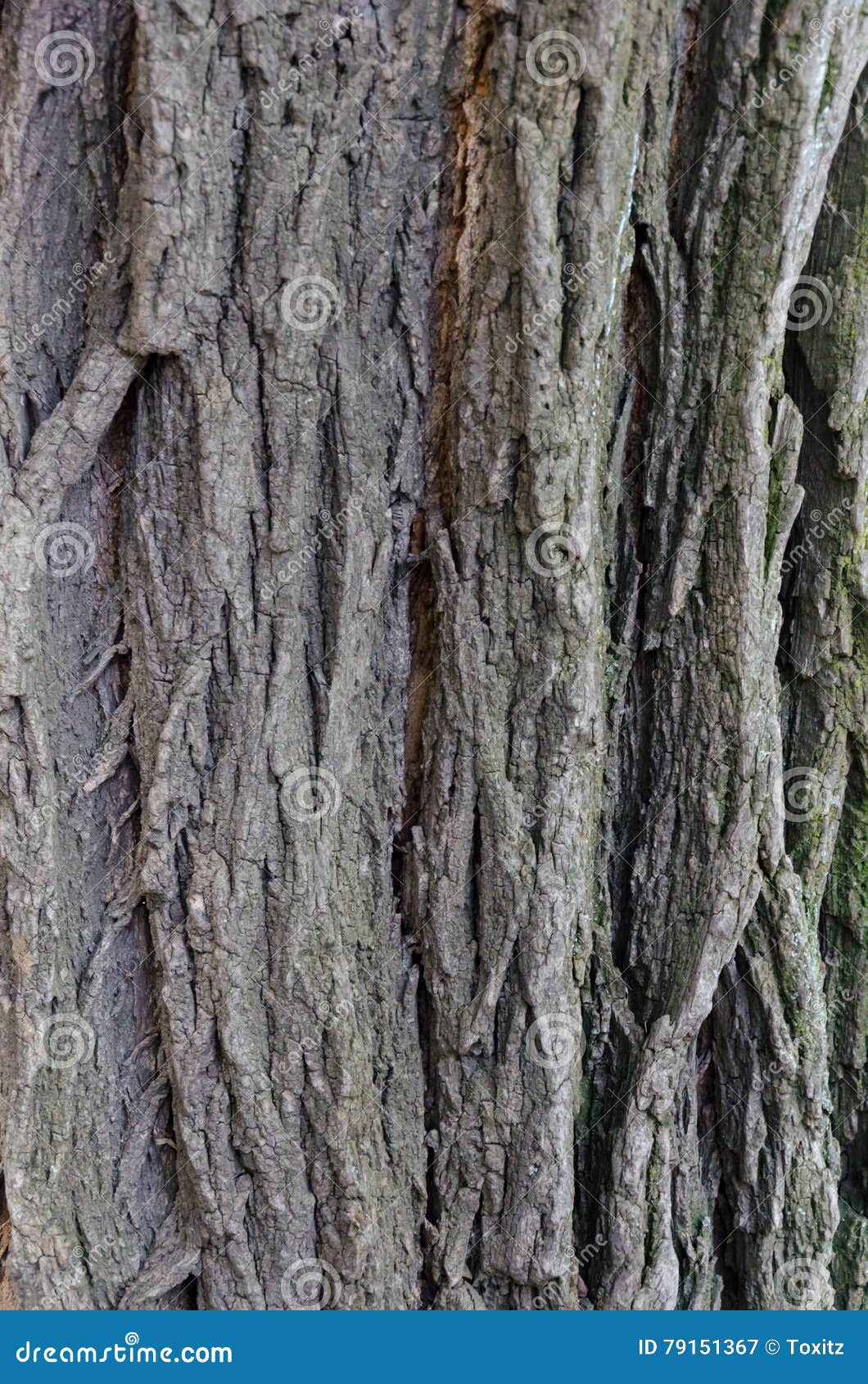 Tree Bark with Cracks and Streaks Stock Image - Image of nature ...