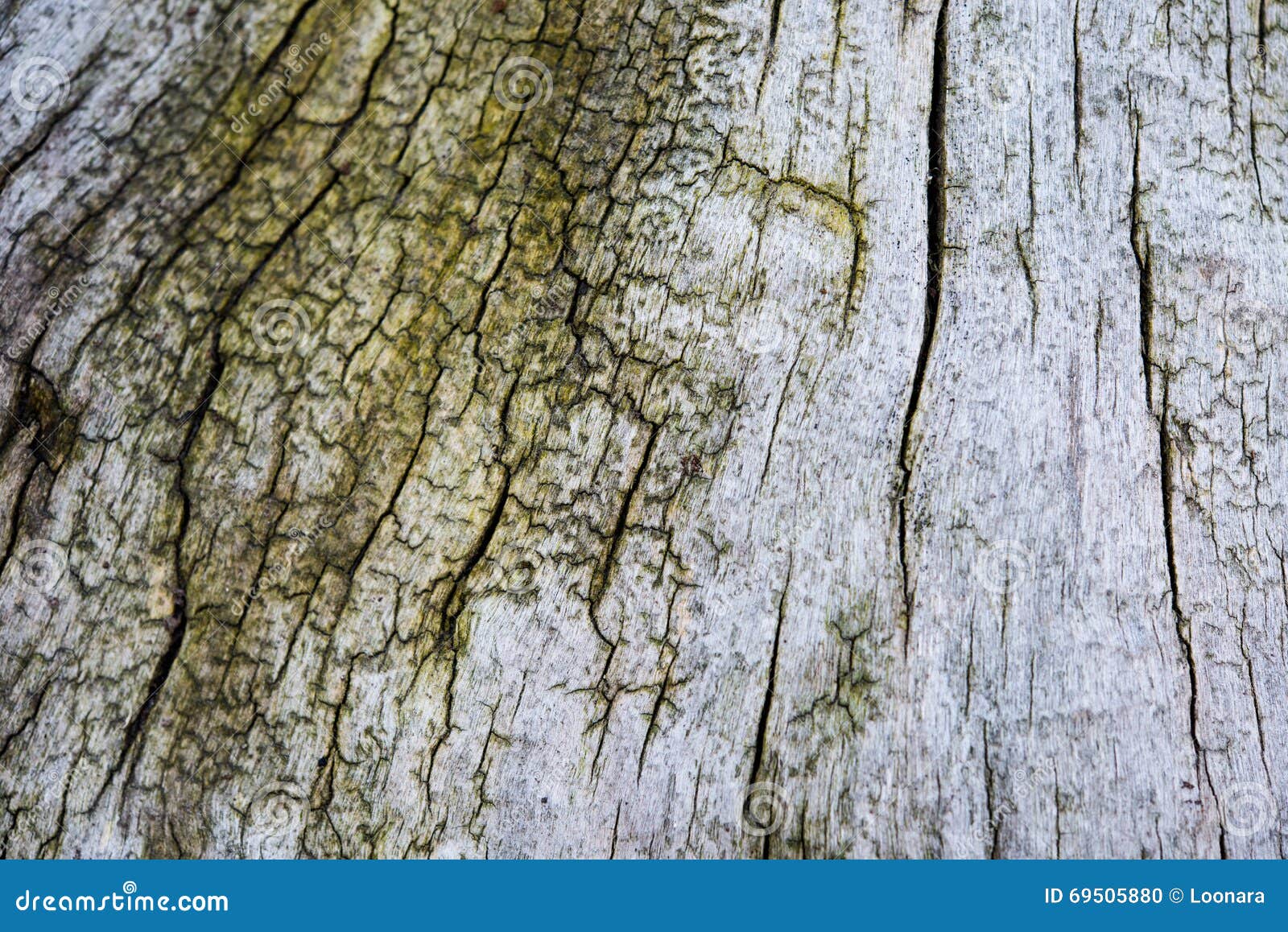 Tree bark with cracks stock photo. Image of surface, backdrop - 69505880