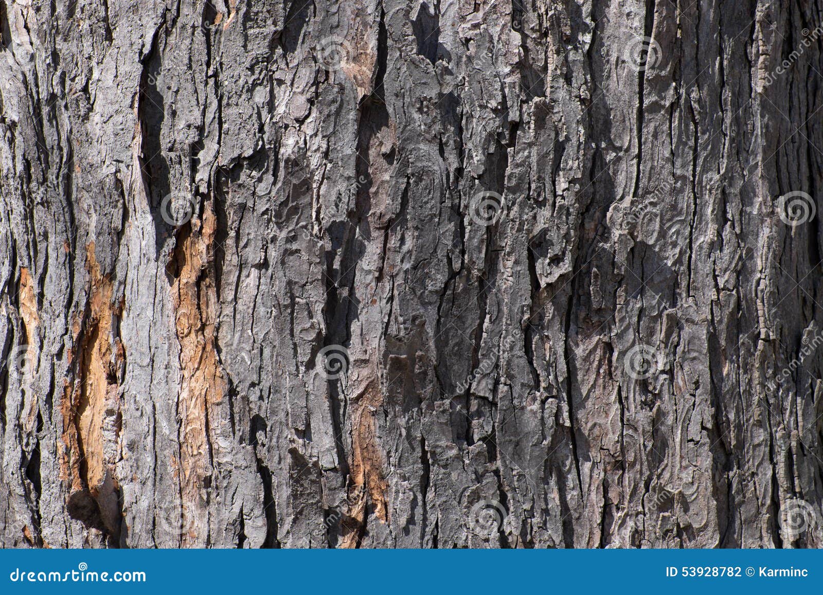 Tree bark stock photo. Image of tree, contrast, bark - 53928782