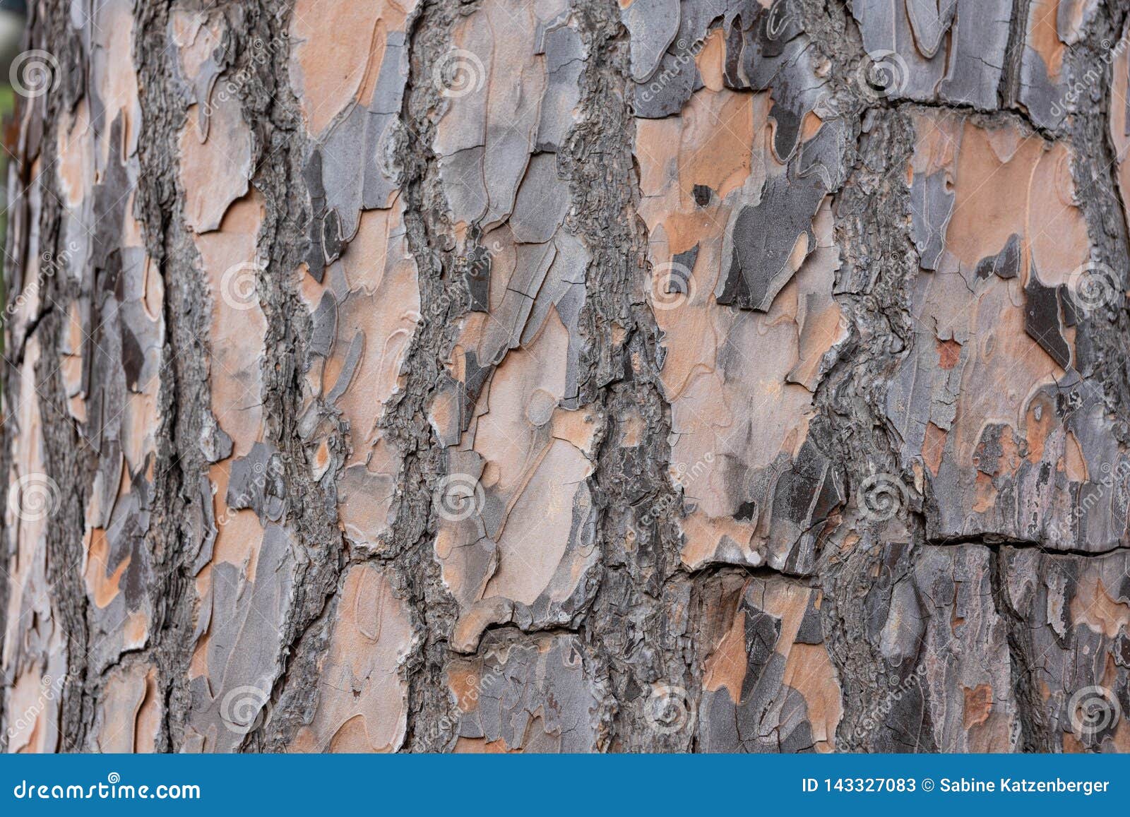 Close-up of a tree bark stock image. Image of color - 143327083
