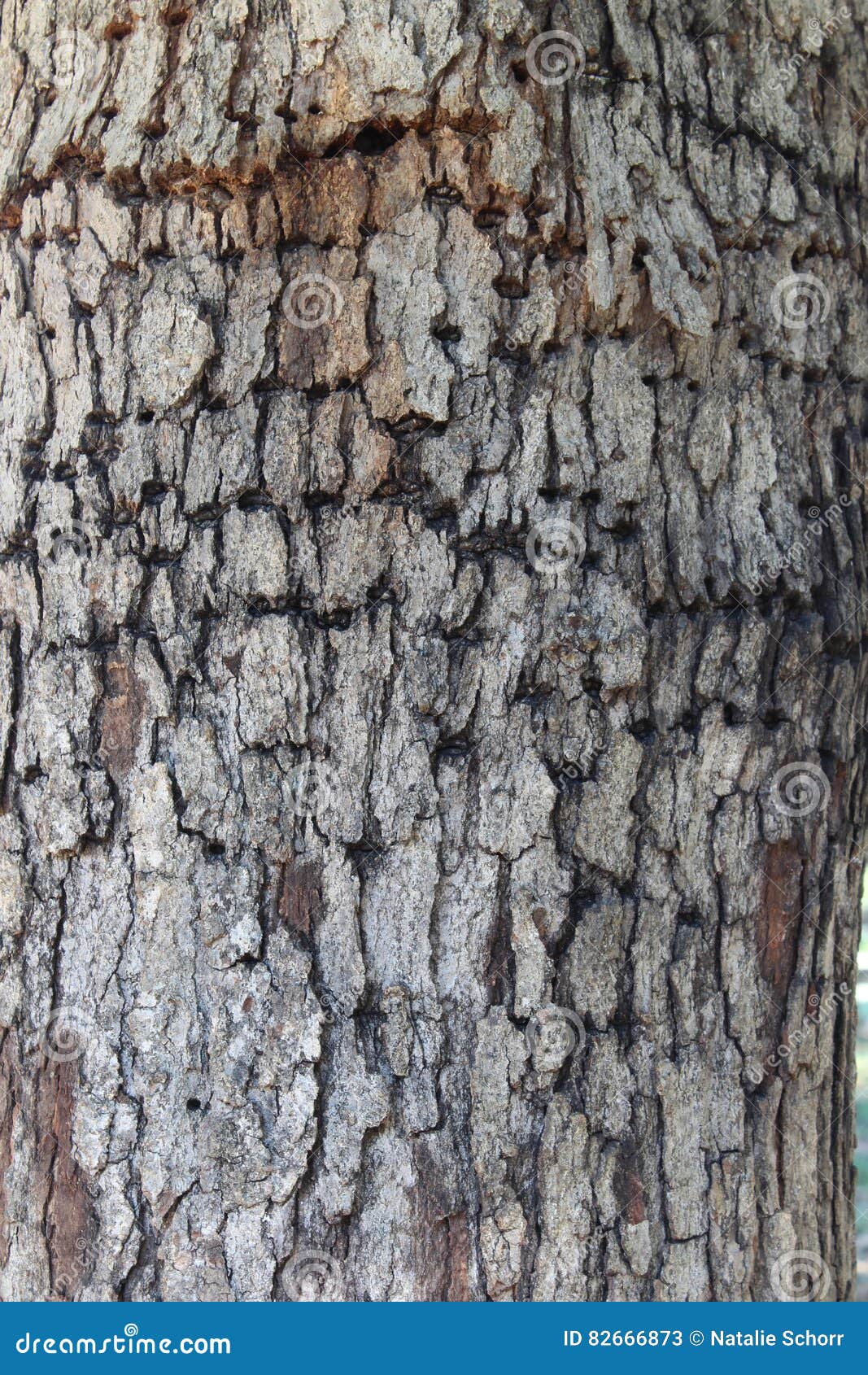 Tree with Bark Damage from Boring Insects Stock Image - Image of ...