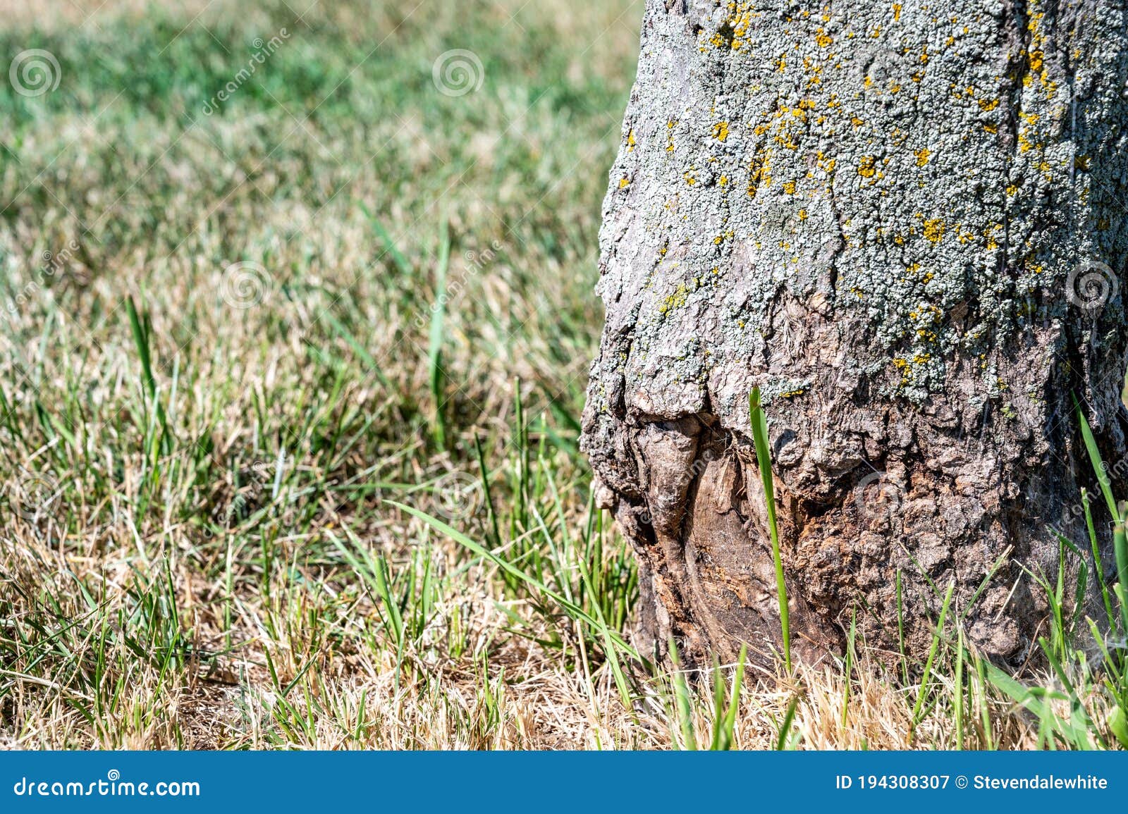 Tree Bark Damage Caused from Weed Eater Stock Image - Image of grass ...