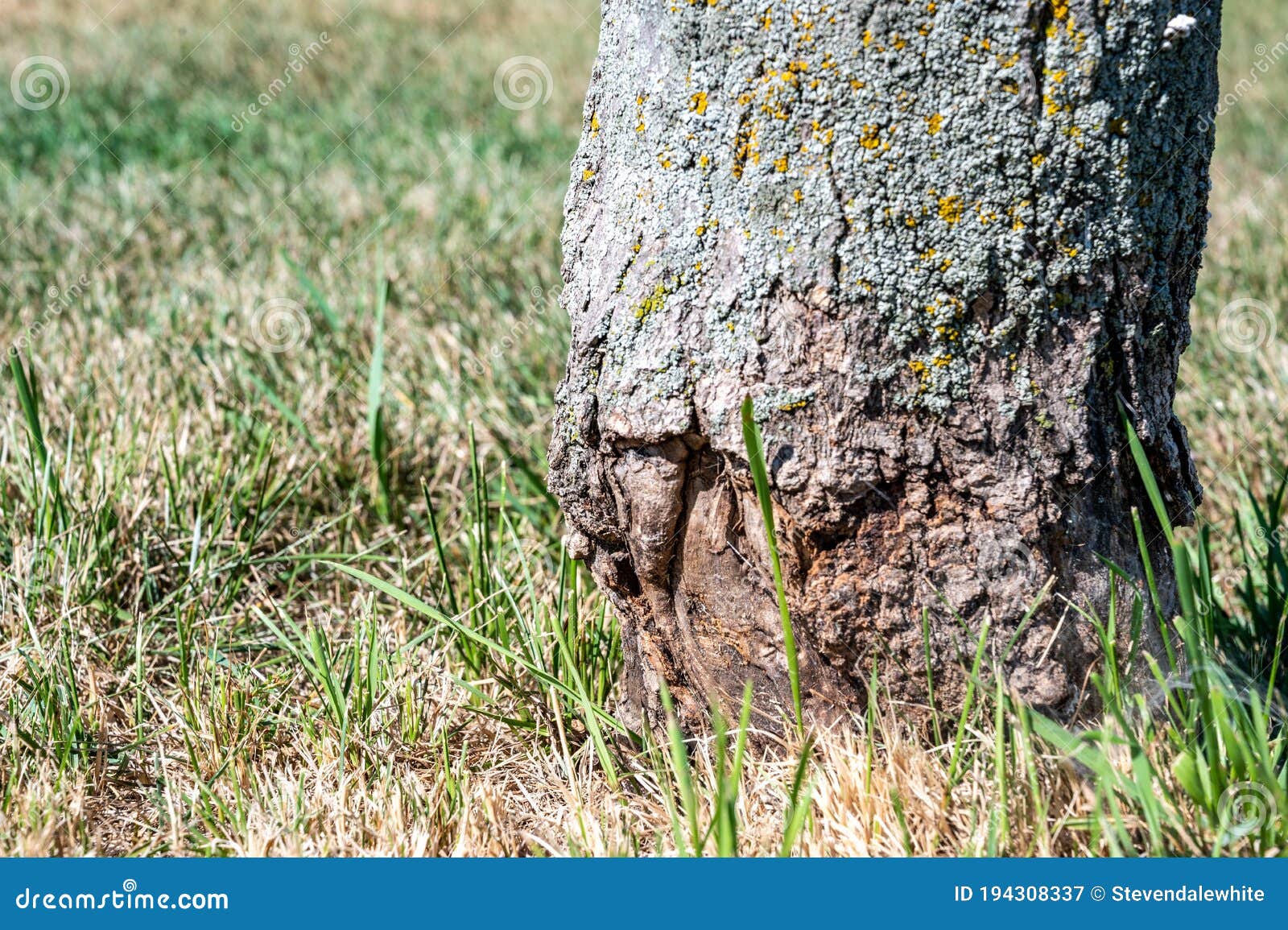 Tree Bark Damage Caused from Weed Eater Stock Image - Image of bark ...