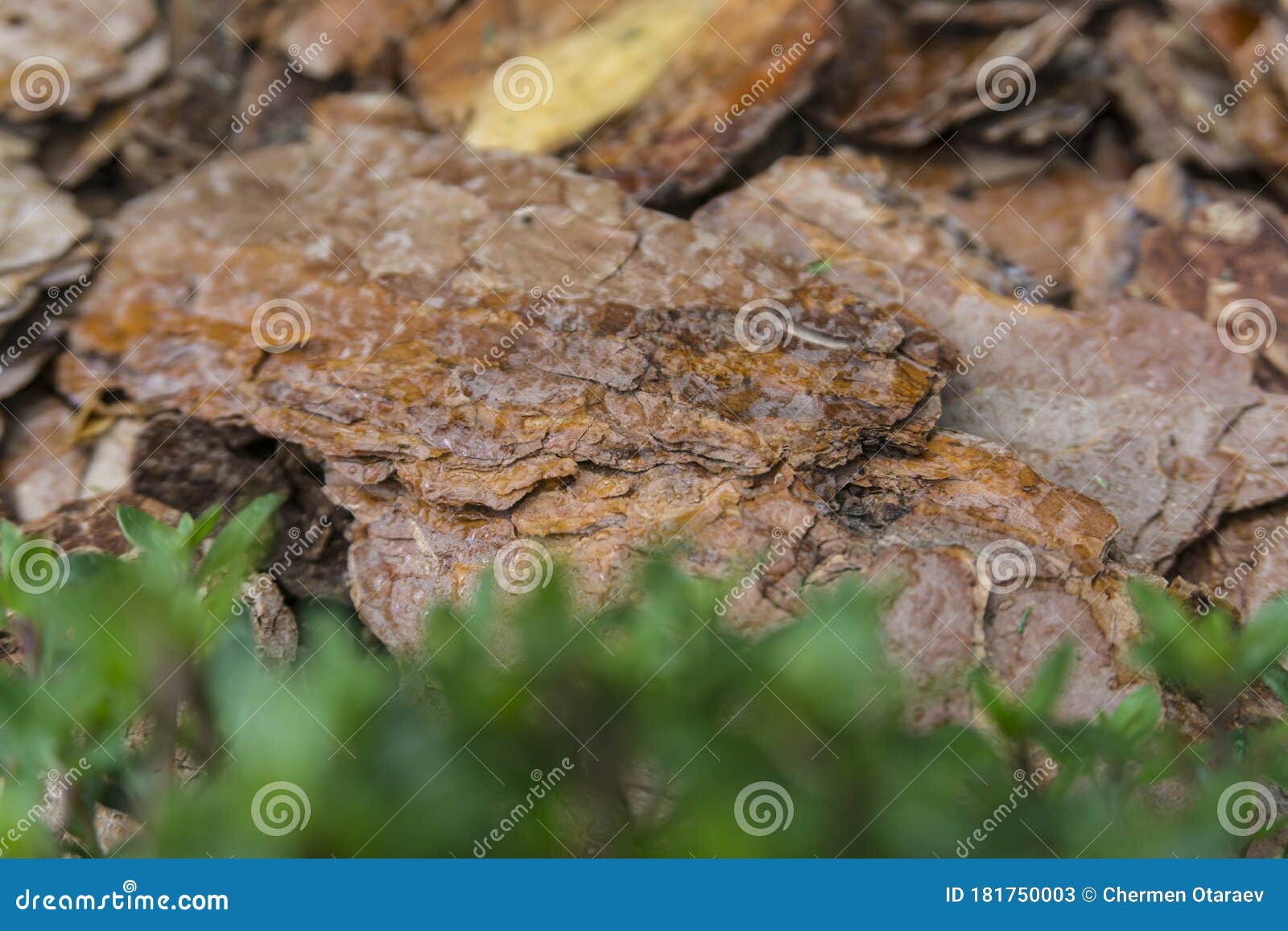 Tree Bark for Decoration and Mulching in Landscape Design. Tree Bark ...