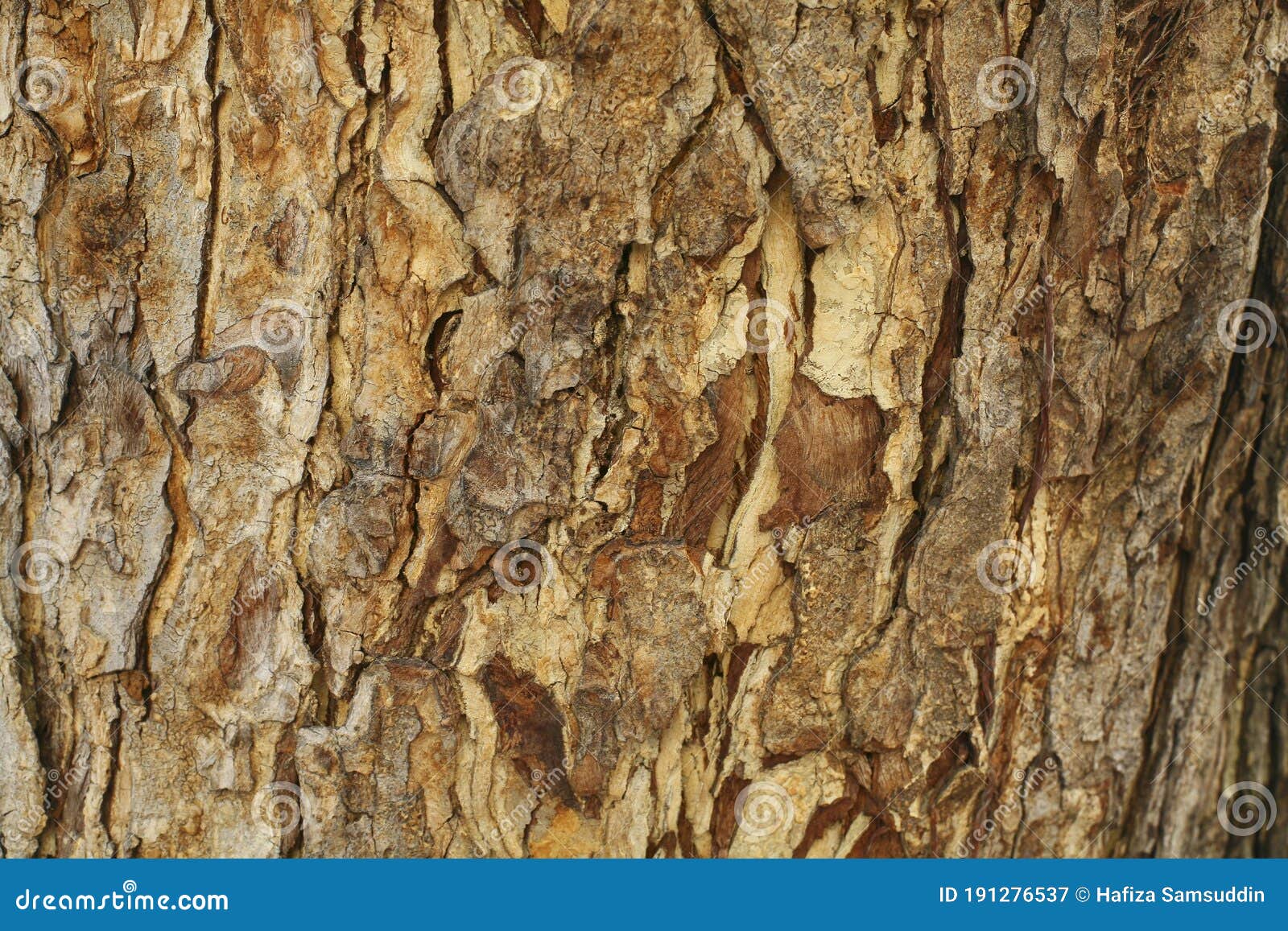 Tree Bark. Decorative Background Design Stock Image - Image of color ...