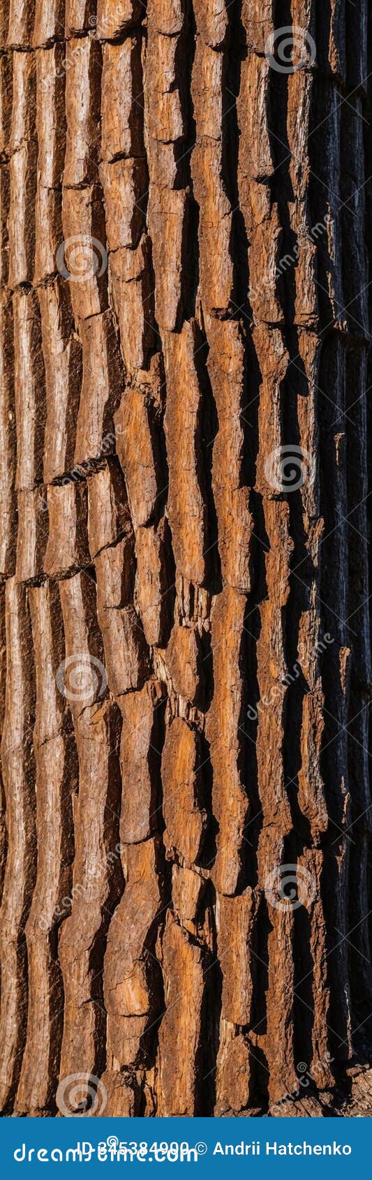 Tree Bark with Deep Ridges Showing Age and Rough Texture in Brown Hues ...