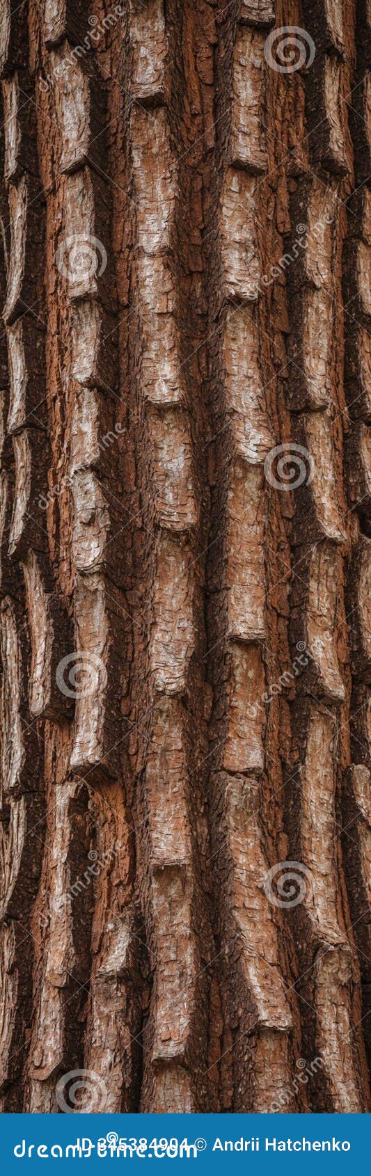 Tree Bark with Deep Ridges Showing Age and Rough Texture in Brown Hues ...