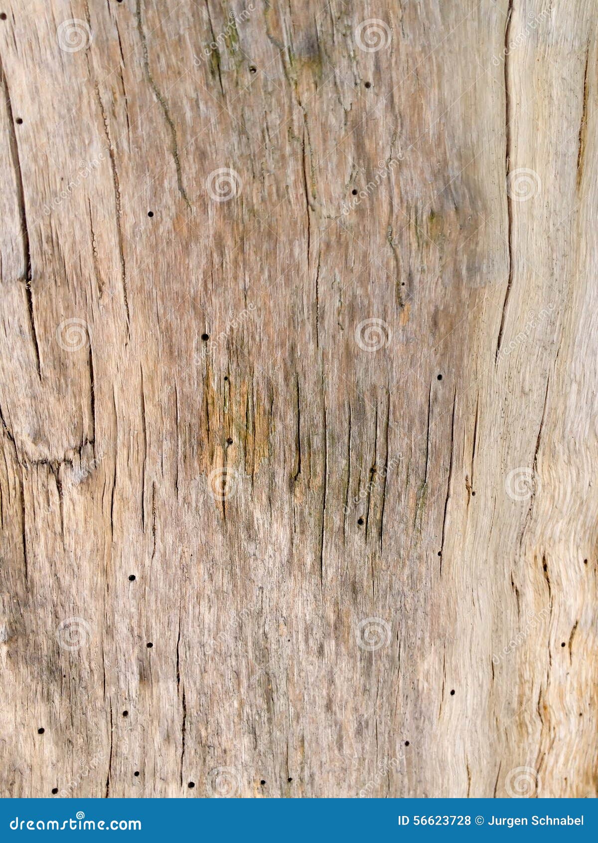 Tree without bark stock photo. Image of bark, holes, detail - 56623728