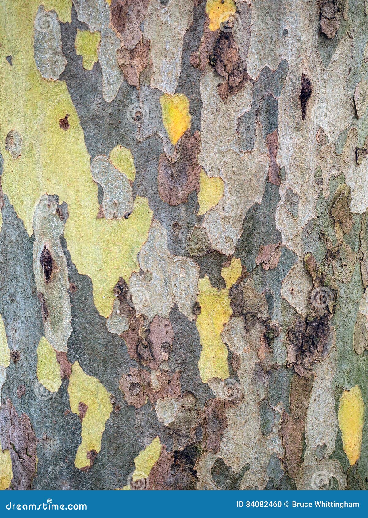 Tree Bark Detail stock photo. Image of multicoloured - 84082460