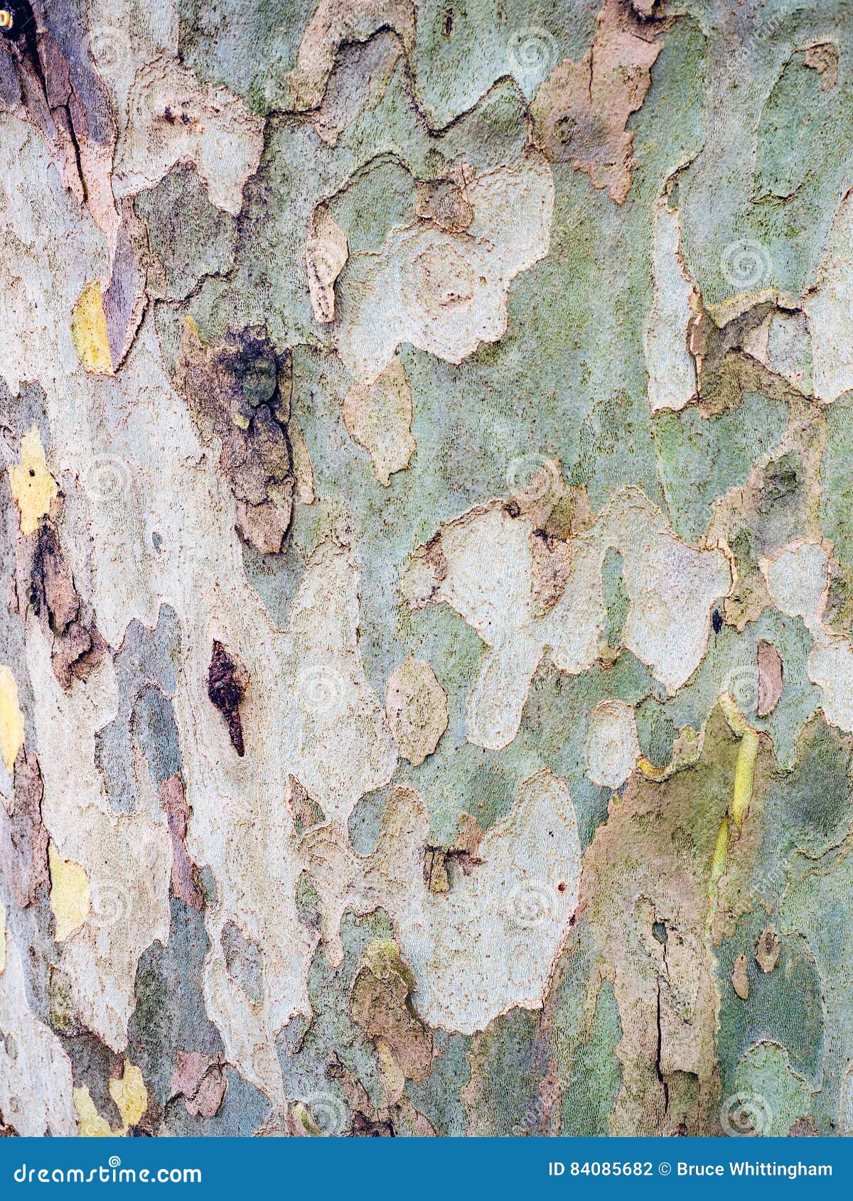 Tree Bark Detail stock photo. Image of tree, multicoloured - 84085682