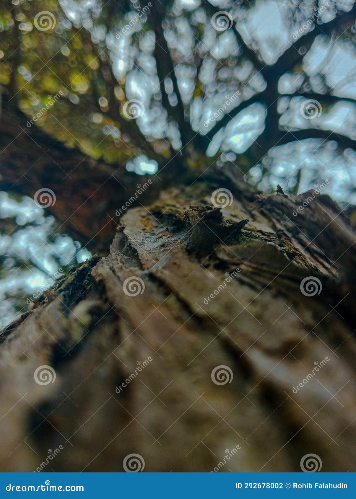 Tree skin stock photo. Image of brown, bark, tree, skin - 292678002