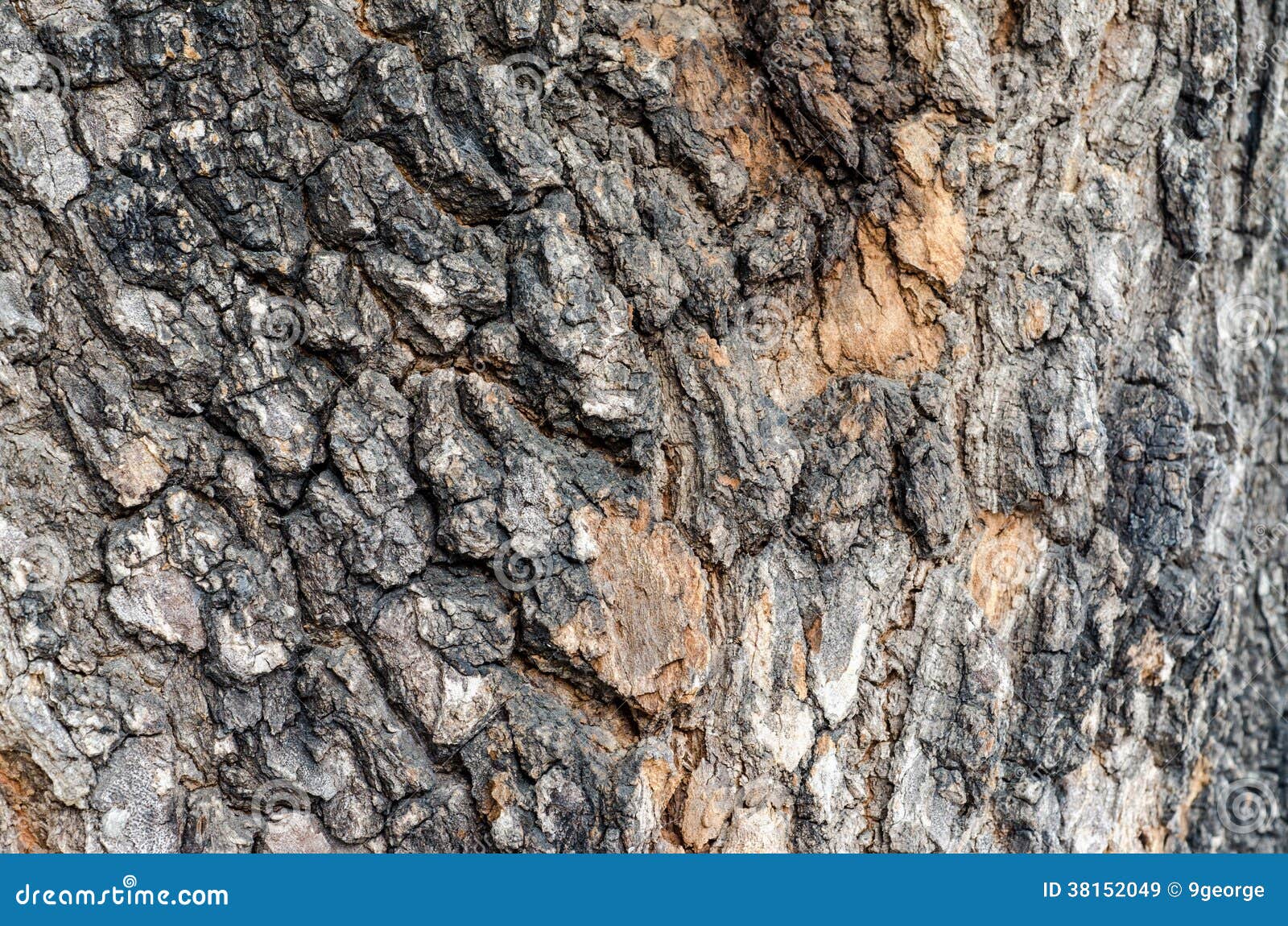 Tree Bark. Detailed Texture Effect.filling the Frame Stock Image ...