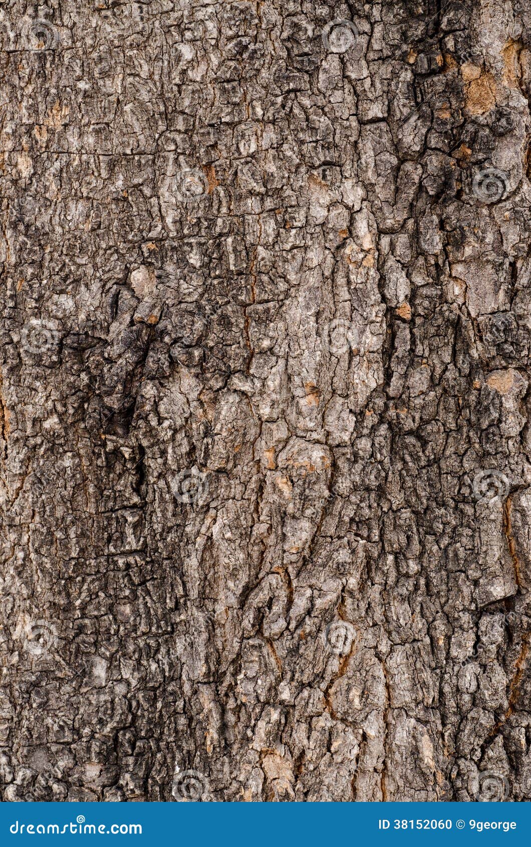 Tree Bark. Detailed Texture Effect.filling the Frame Stock Photo ...