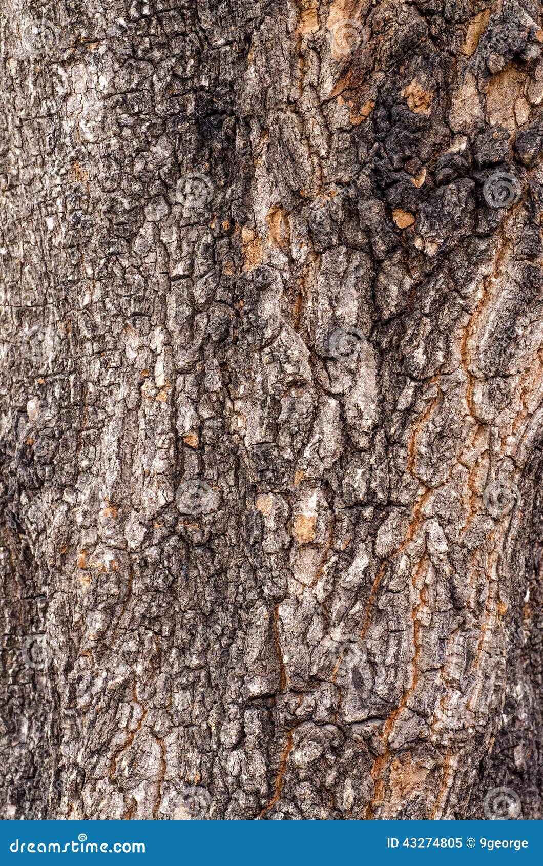 Tree Bark. Detailed.Texture Effect.filling the Frame. Stock Image ...