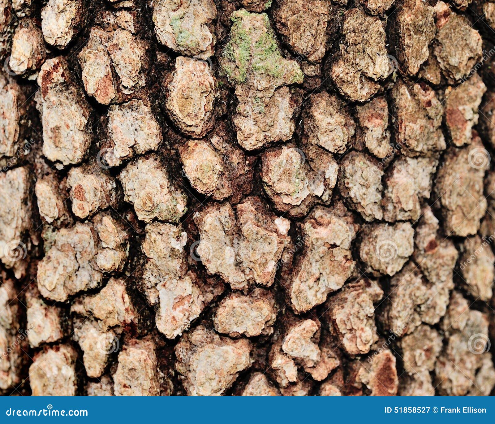 Tree Bark stock image. Image of grain, dogwood, wood - 51858527