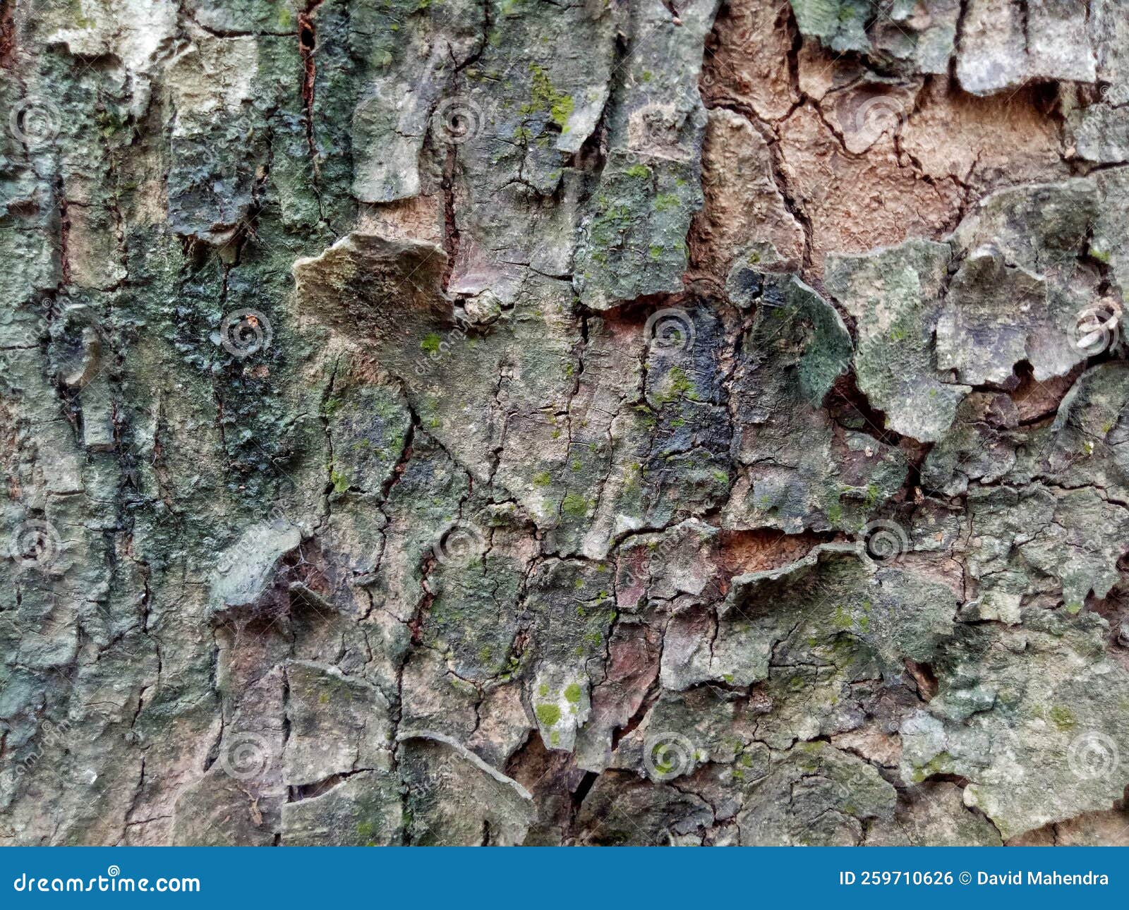 Tree Bark that Dries Up Due To the Dry Season Stock Photo - Image of ...