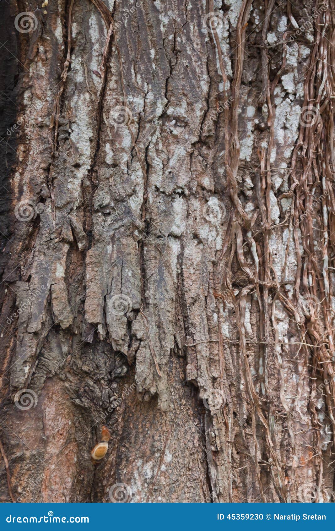 Tree Bark, Dry Parts of the Tree Stock Photo - Image of grass, foliage ...