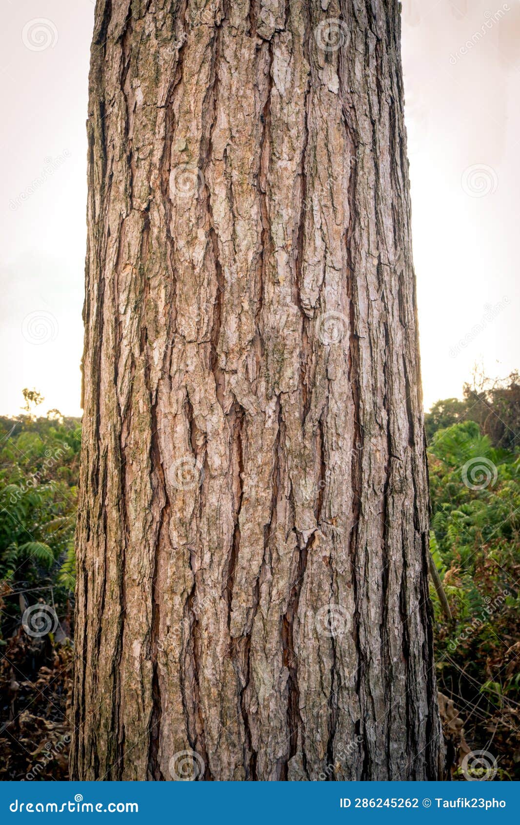 Tree Bark Embossed Texture. Tree Bark Portrait Stock Photo - Image of ...