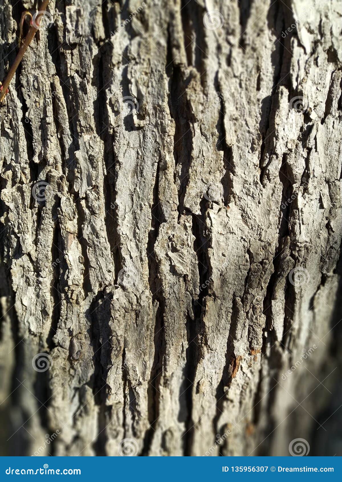 Tree bark close up stock image. Image of bark, tree - 135956307