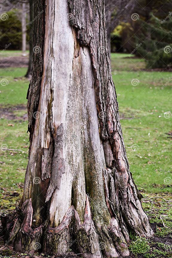 Bark Falling Off Tree on Southwest Side Stock Image - Image of falling ...