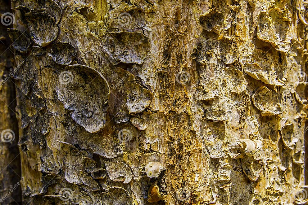 Tree Bark on fence stock image. Image of line, bark, park - 33369983