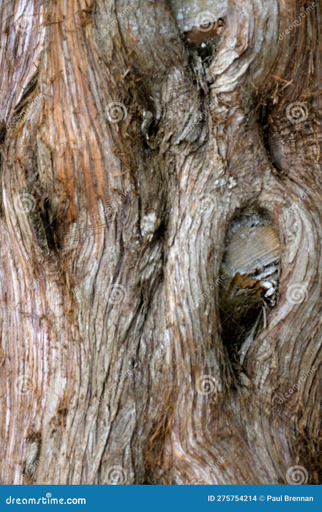 Tree Bark at Forest Area Background. Stock Photo - Image of design ...