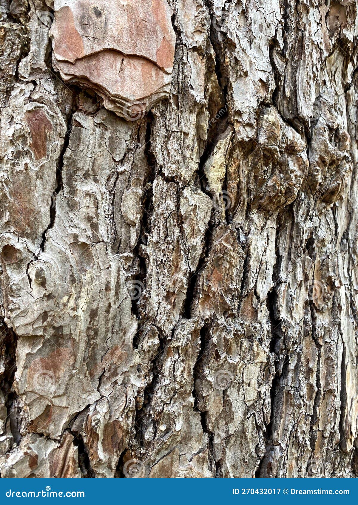 Tree Bark, Forest Background for Your Design Stock Image - Image of ...