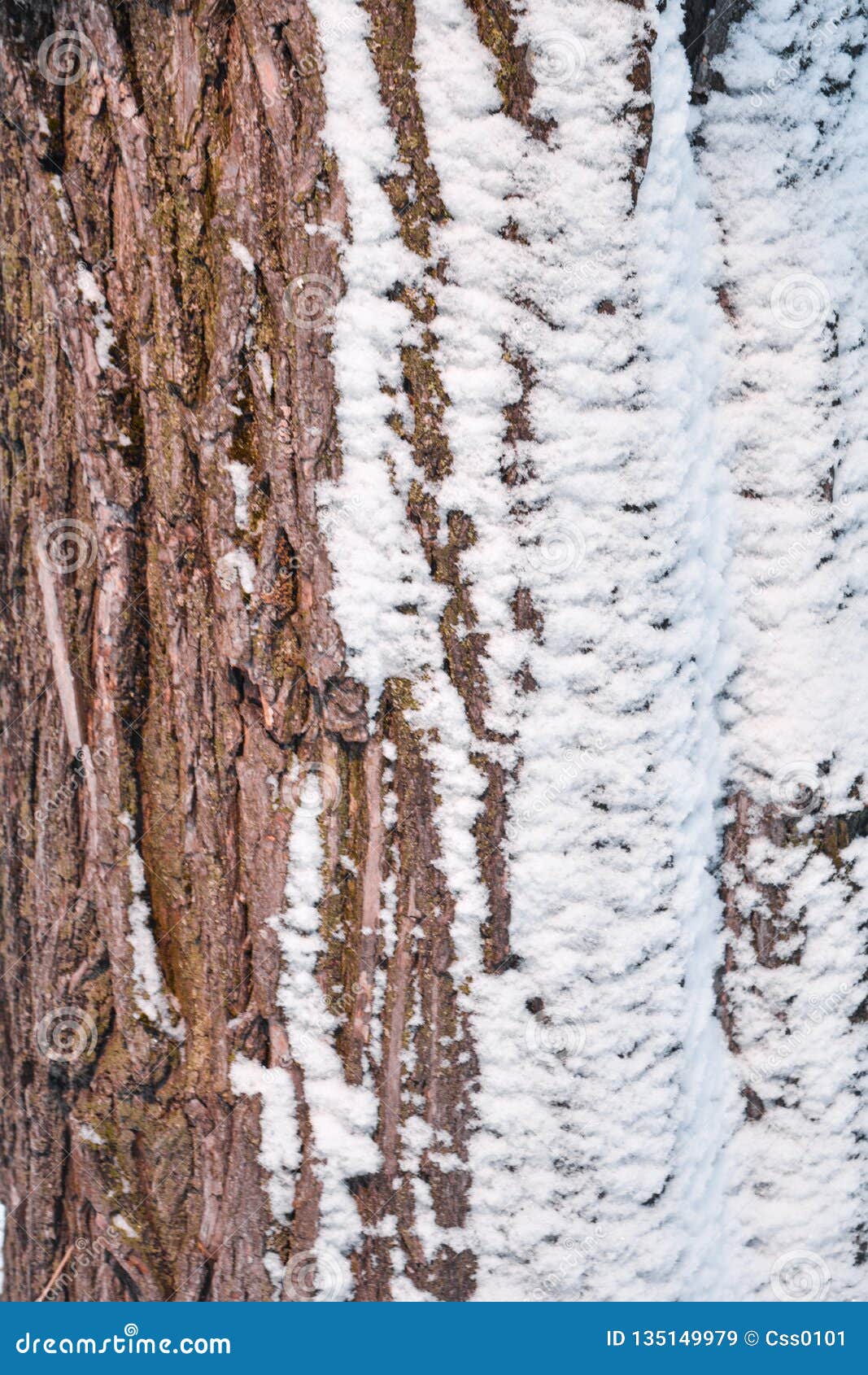 Tree Bark in a Forest Covered with Snow Stock Image - Image of ...