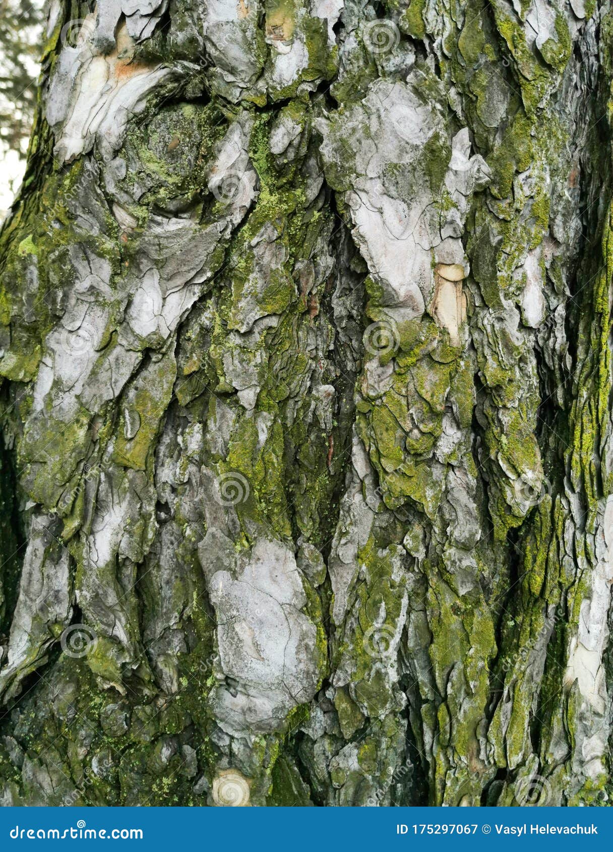 Tree Bark in the Forest in Autumn Stock Image - Image of natural ...