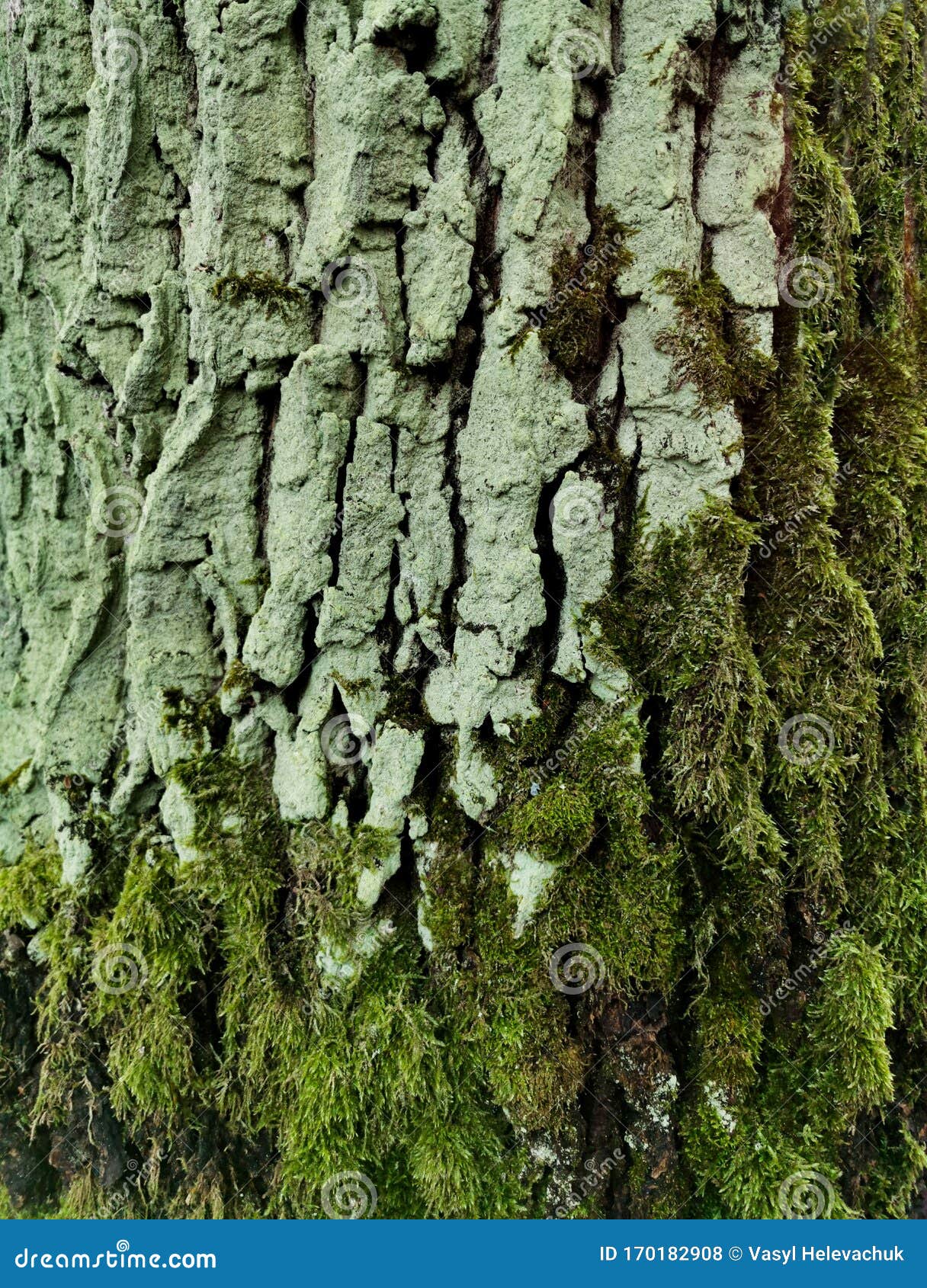 Tree bark in the forest stock photo. Image of nature - 170182908